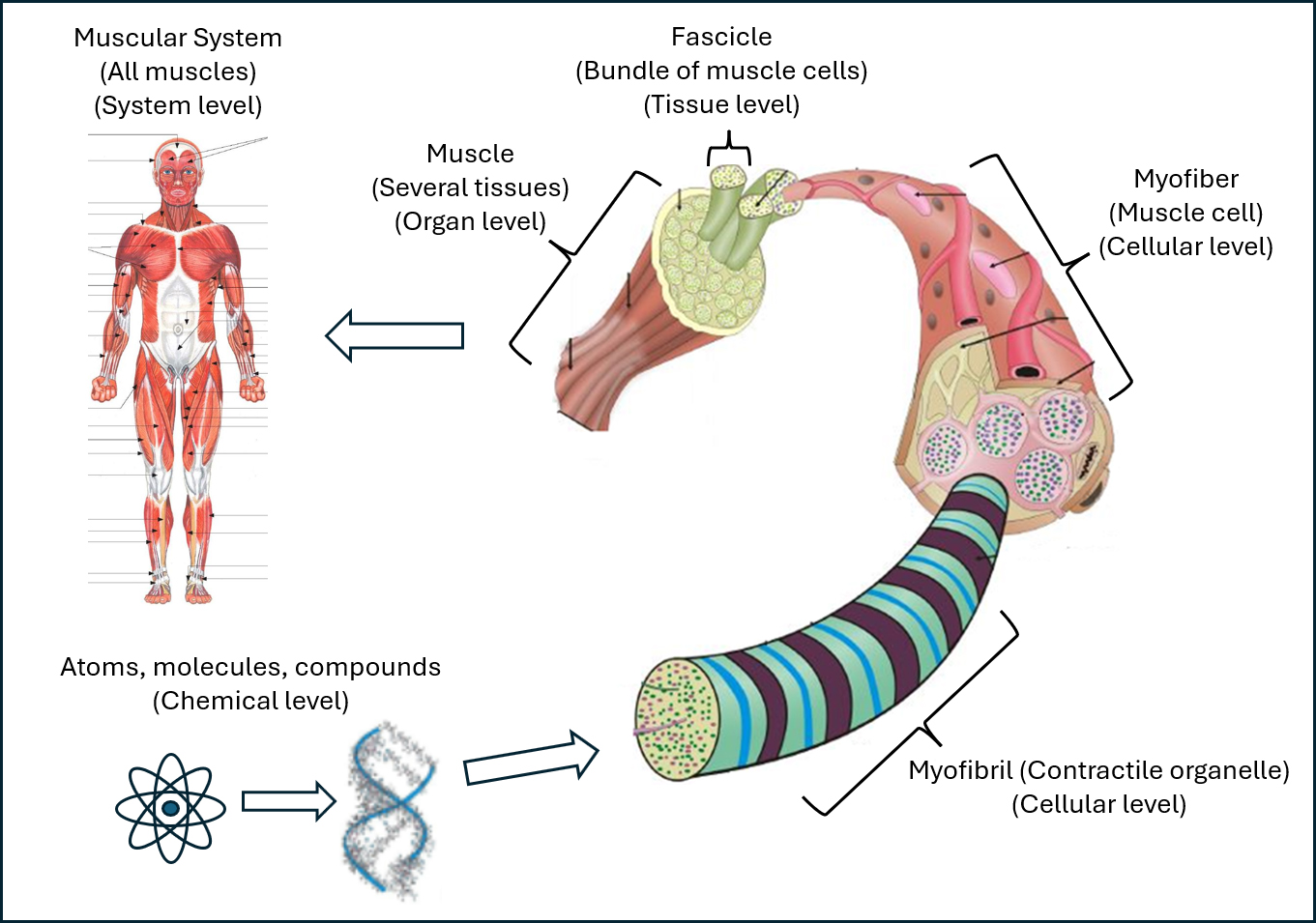 Chapter 01: Introduction to Human Physiology – ActiveBook